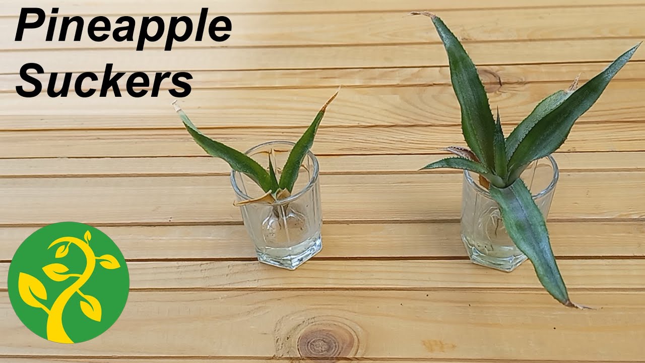 New pineapple suckers with roots - Mini variety- Planting in the pot ...