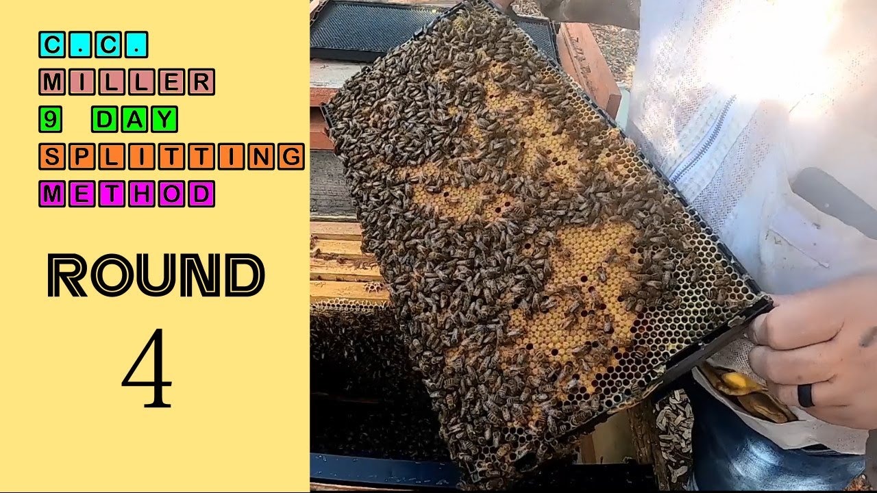 3-31-23 C.C. Miller 9 Day Splitting - Round 4 #beekeeping101 - YouTube