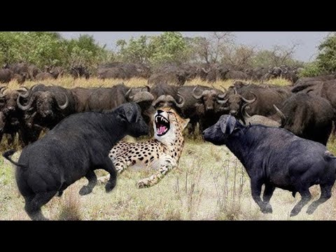 Vaca Lola Mad Angry Buffalos Simulator 3D Android game part [2224 ...