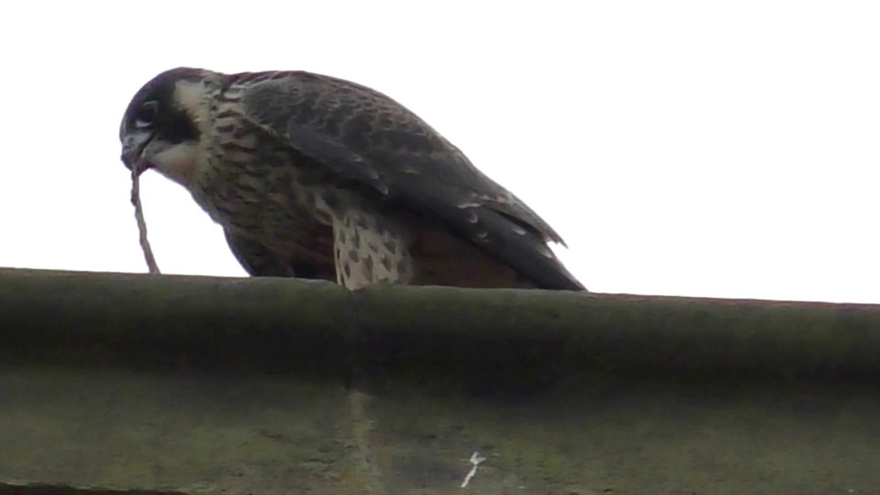Tiercel FALCON Chick FIRST KILL 💪 #2 - Falco peregrinus - YouTube