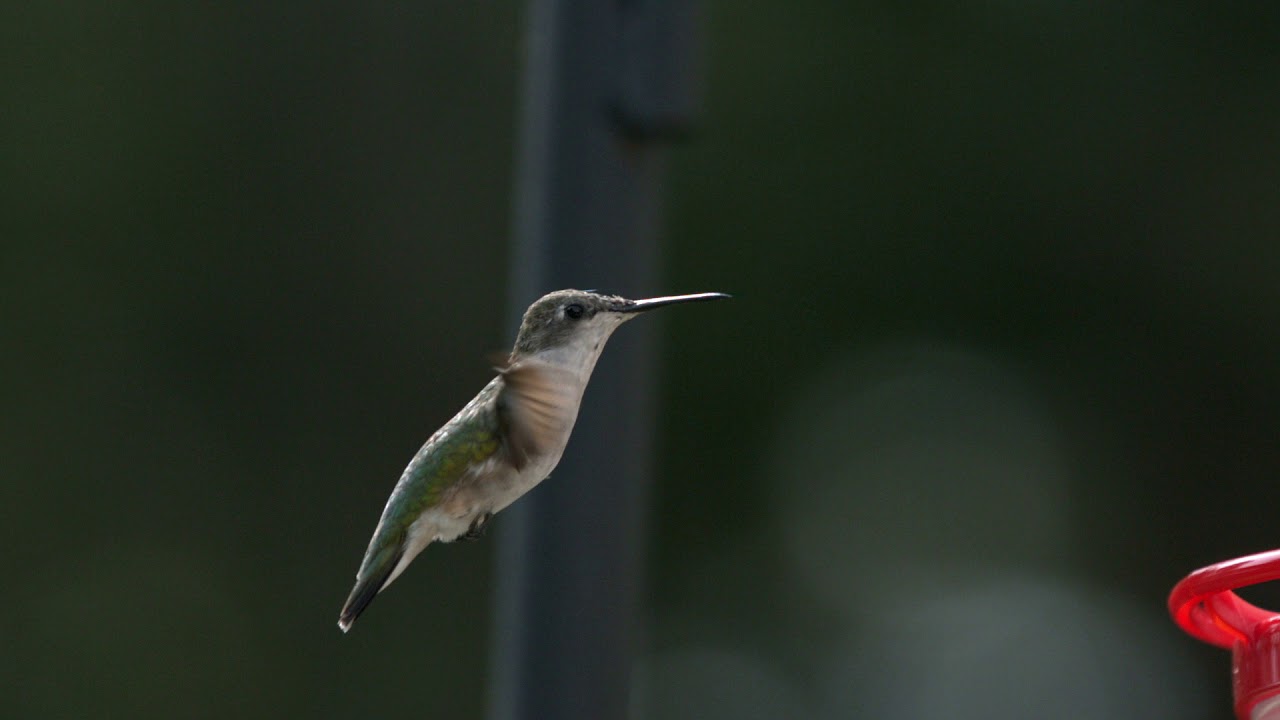 slow motion hummingbird flying bJv Oijer - YouTube