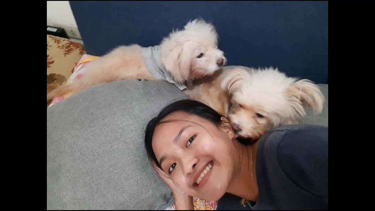 puppy l dog l aso 11 - YouTube