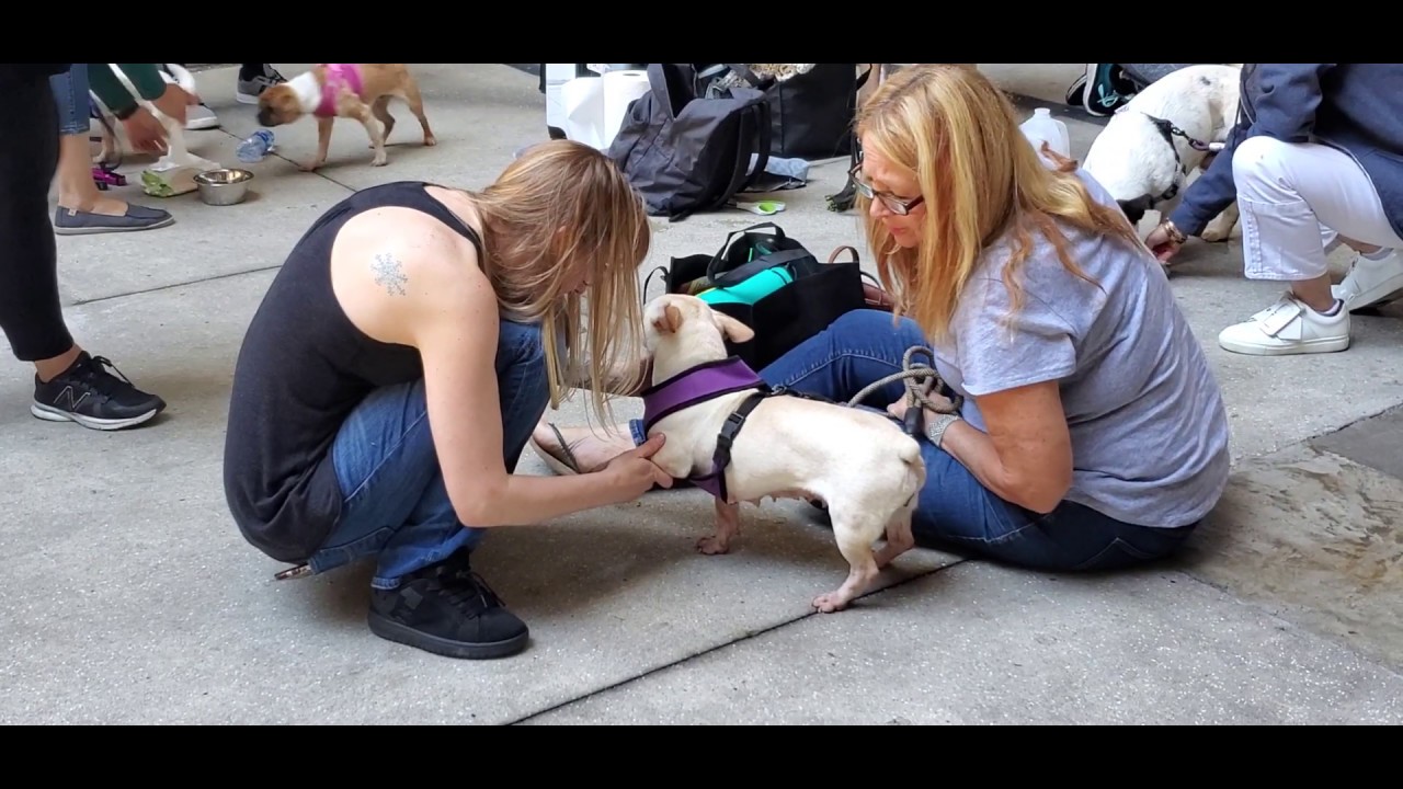 Rescue dogs From China dog meat trade now Have a new home in America ...