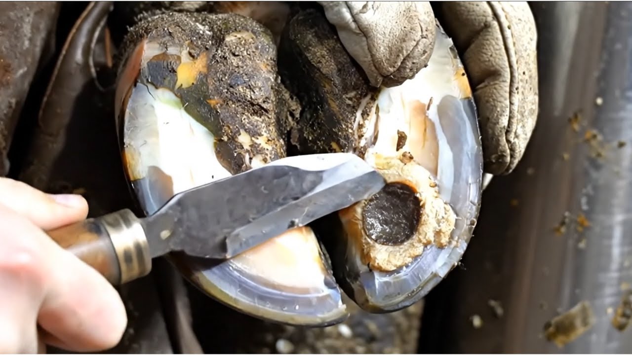 HOOF ROT NIGHTMARE! 😱 Rescuing a Cow from a Severely Infected Foot ...