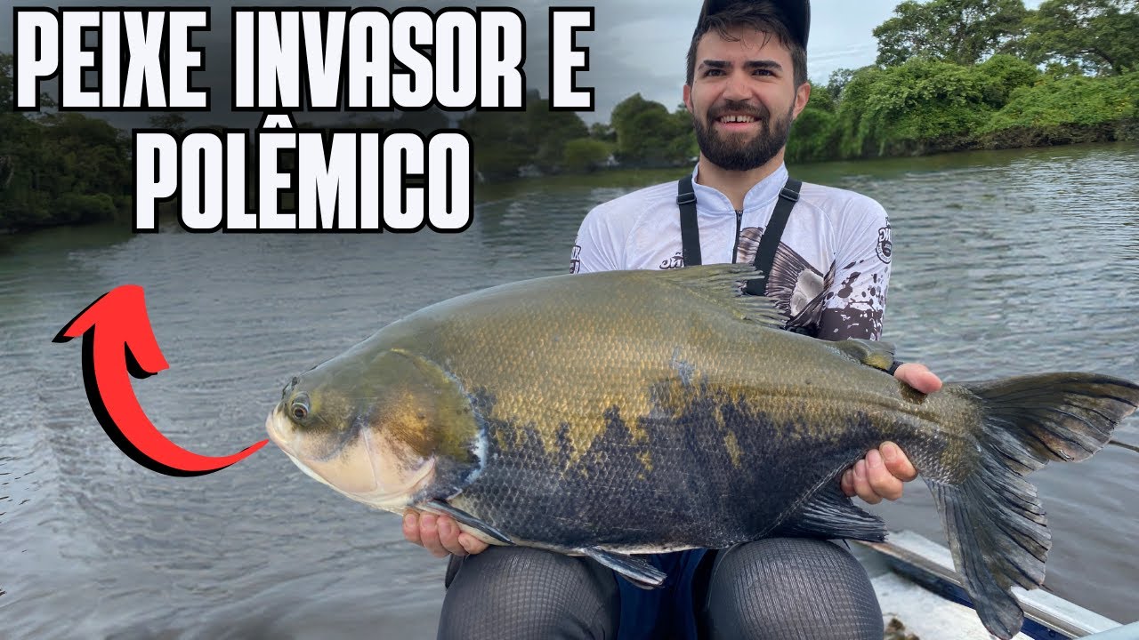 COMO PESCAR TAMBAQUI NO RIO ARAGUAIA? - YouTube