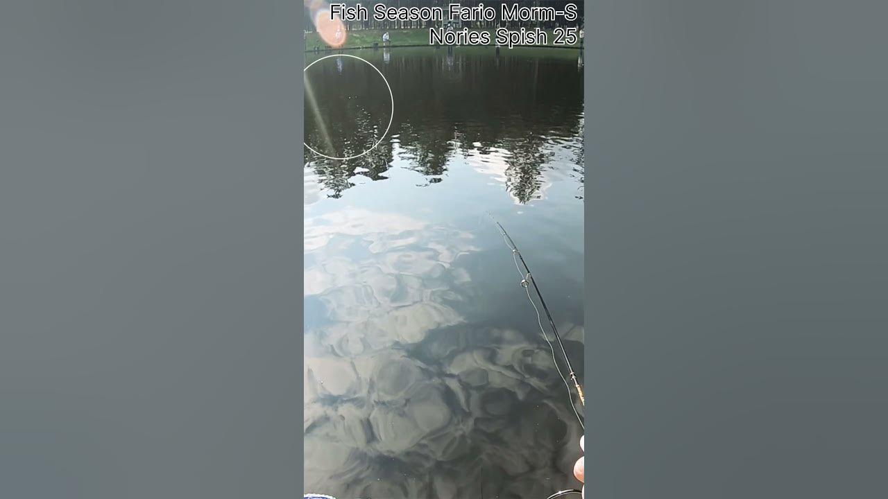 Яркi. Fish Season Fario-S. Форель на поппер - YouTube