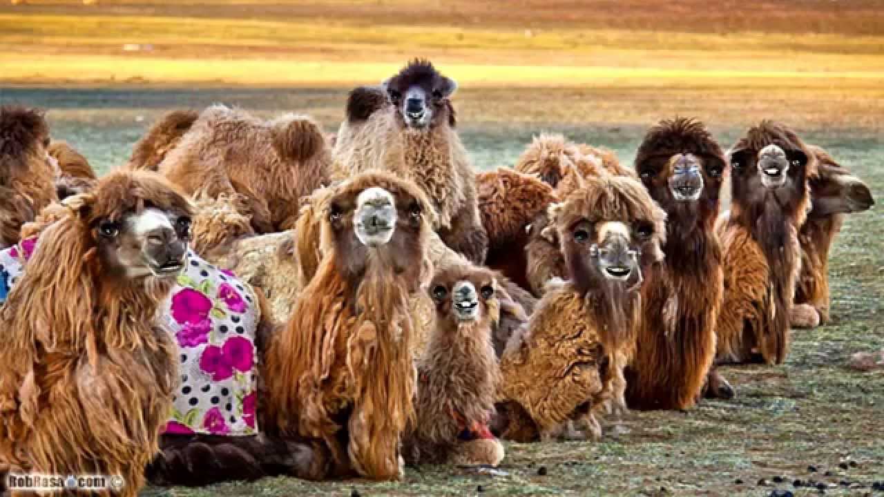 Camels sing Cool Water, as sung by The Sons of the Pioneers - YouTube