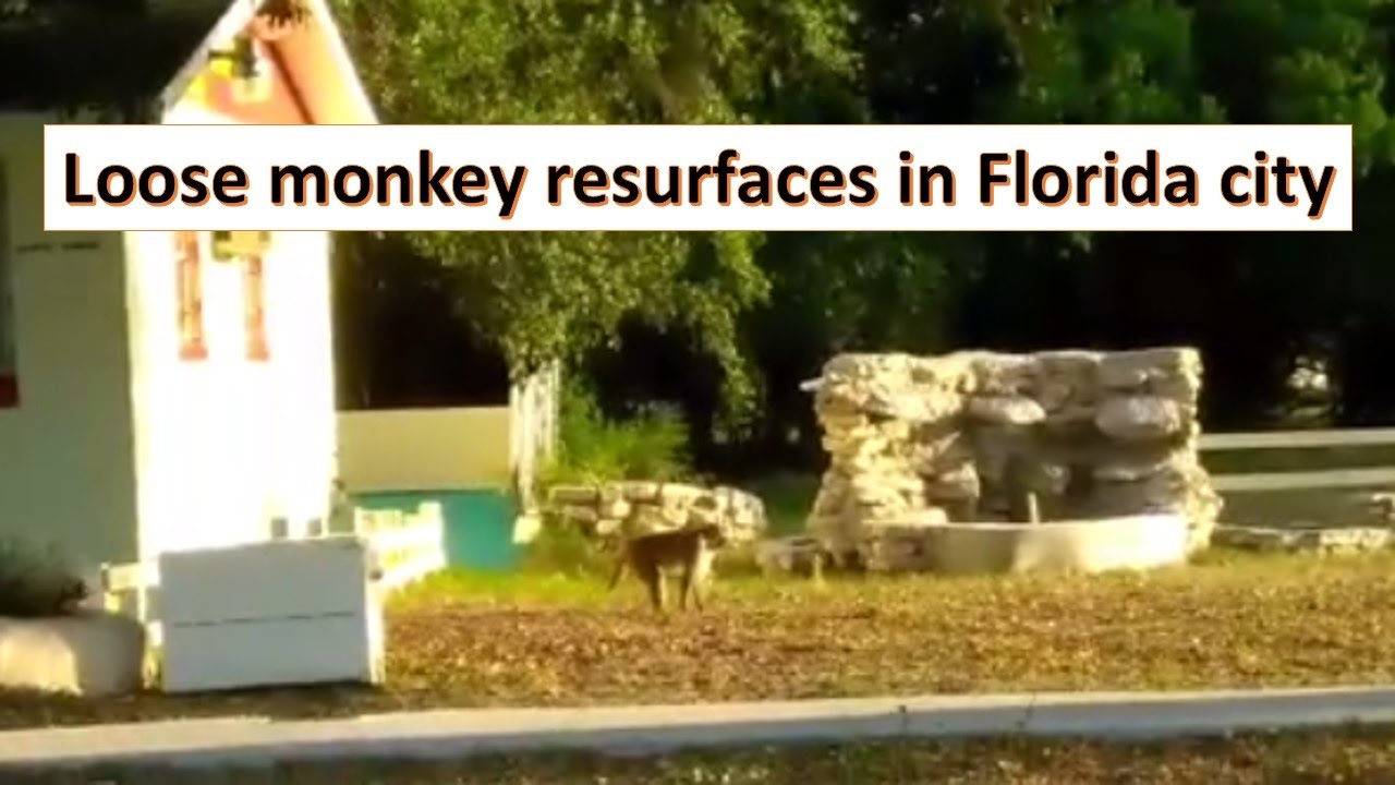 Loose monkey resurfaces in Florida city - YouTube