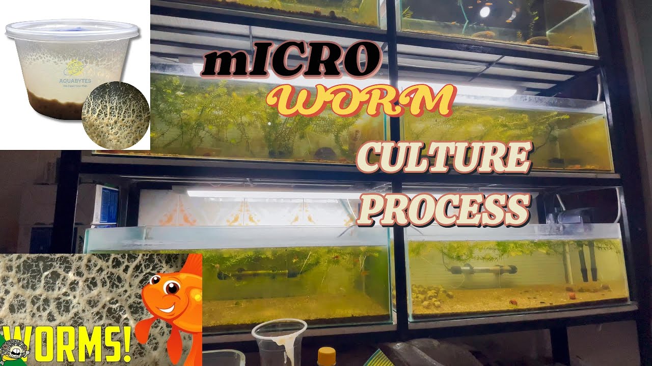 micro worm culture process full vlog - YouTube