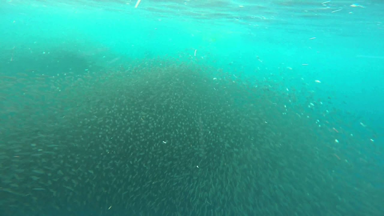 Sardine storm 4k - YouTube