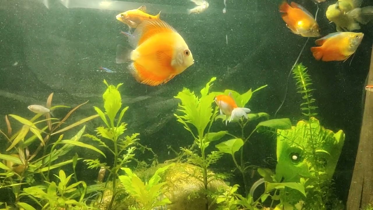 Discus fly. - YouTube