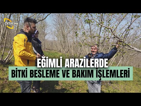 Eğimli Arazilerde Bitki Besleme Ve Bakım İşlemleri - Derdimiz Fındık