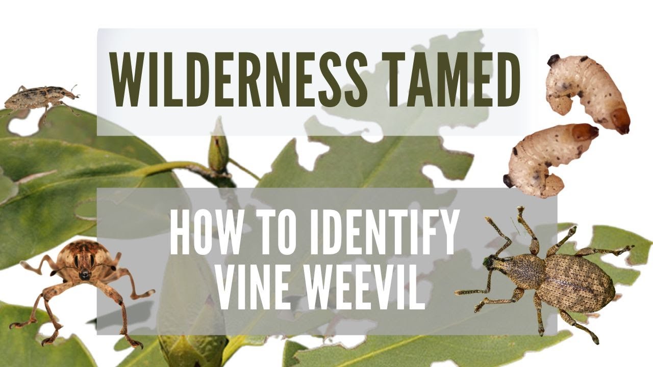 How To Identify Vine Weevil - YouTube