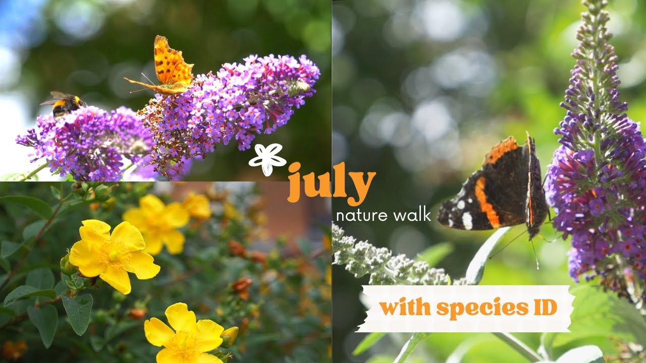 july nature walk with species ID - YouTube