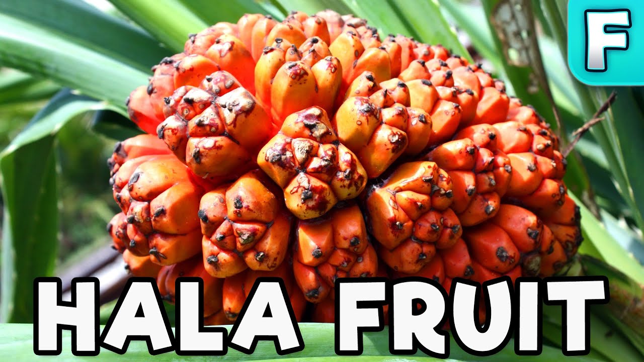 Hala Fruit | Fruits You've Never Heard Of - YouTube