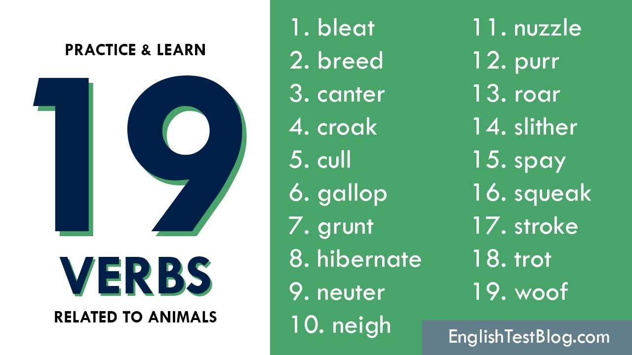 19 Verbs Related To Animals - YouTube