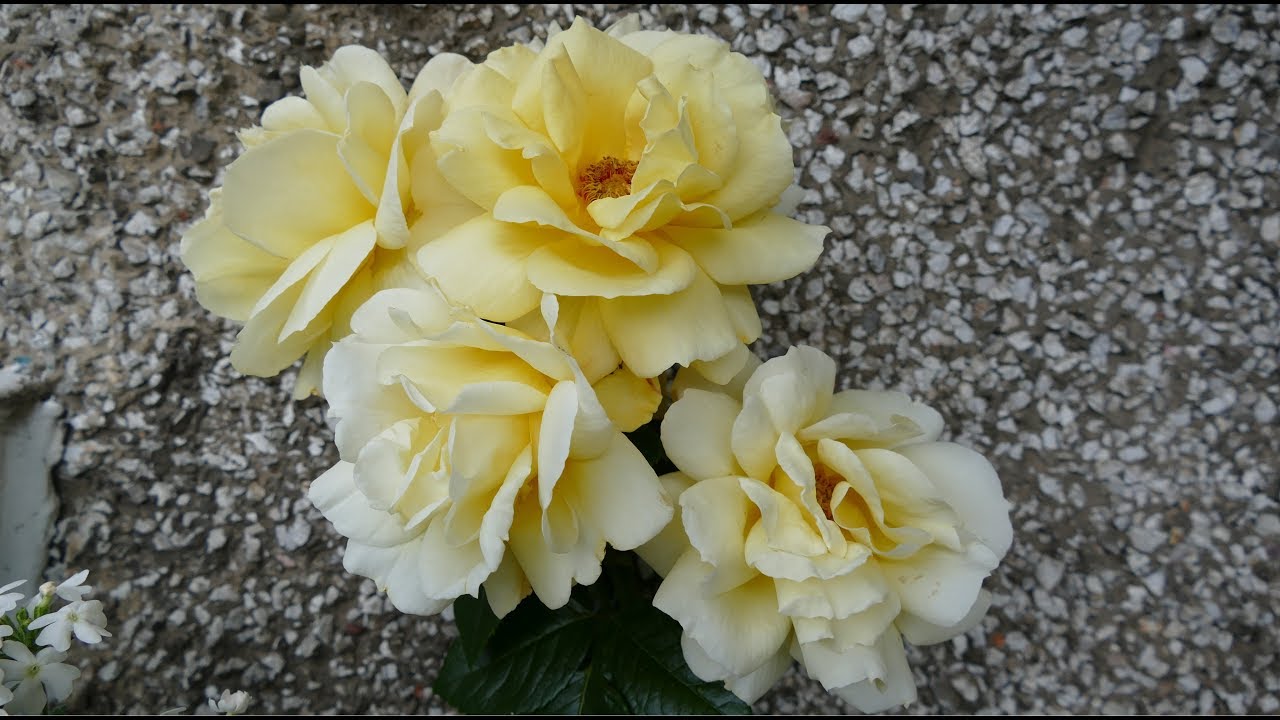 Arthur Bell Floribunda Rose Update Midsummer 2017 - YouTube