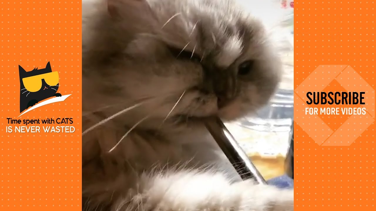 Cute is Not Enough 🐱 Playing time | Cute Cats Video 2019 - YouTube