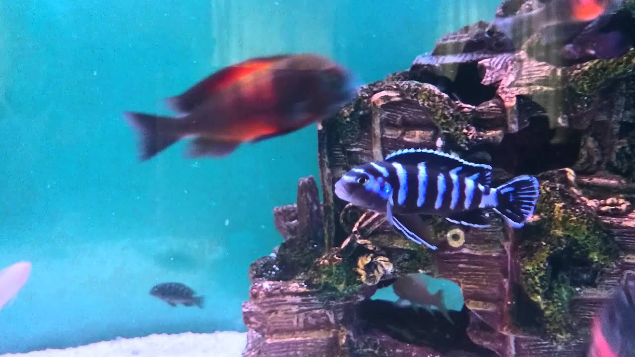 Tropheus Tank - red bishop , ikola , bemba (and my favourite demosoni ...