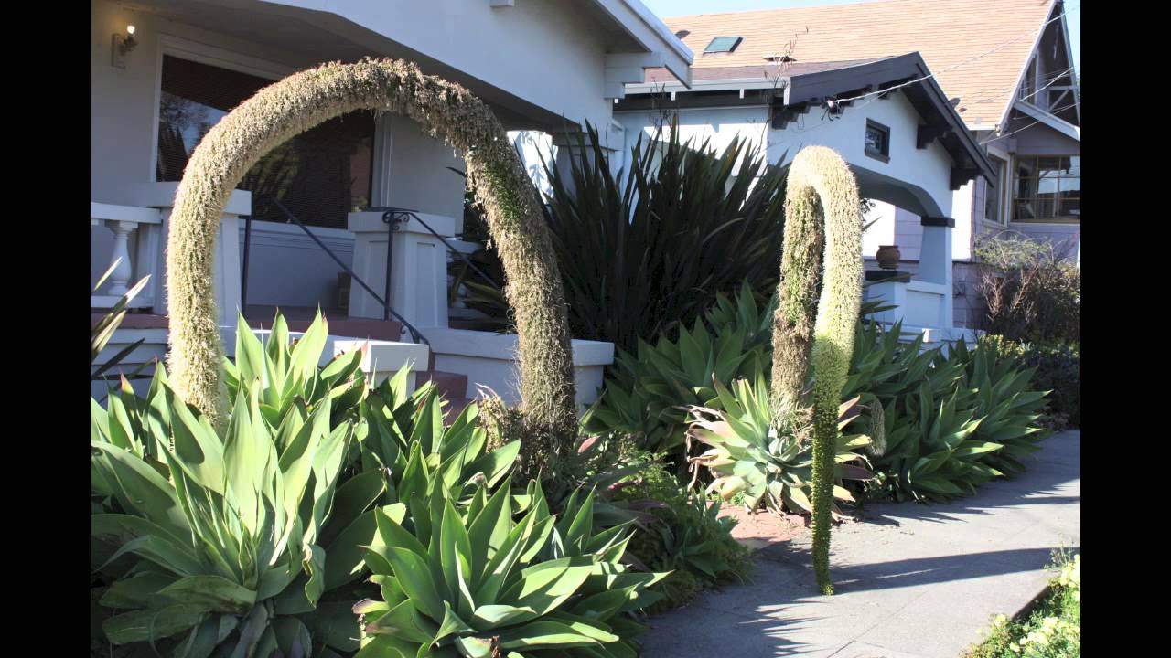 The Blooming Agave Atten­u­ata Flower - YouTube