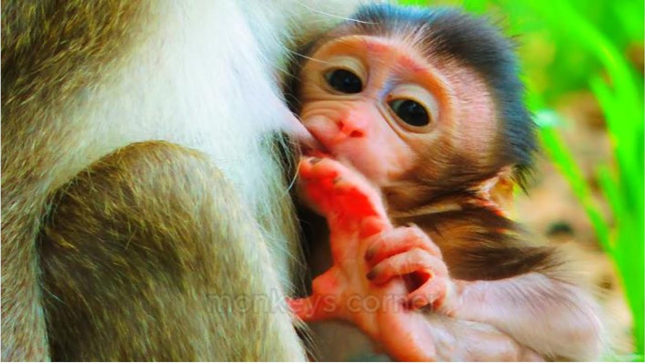 The Best Collection Summary Clip: A lovely newborn baby enjoy feeding ...
