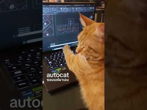 Autocat #funny #comedy #pranks #standup #memes #shortsfunny #shortsasmr ...