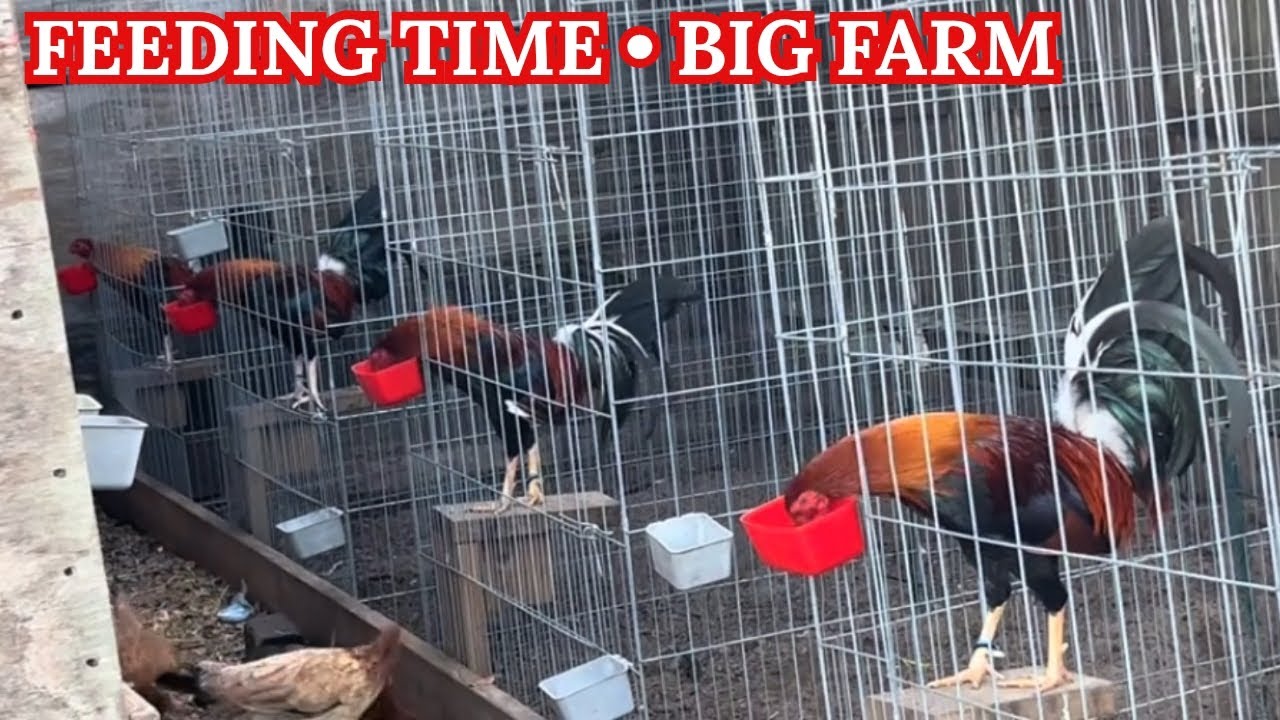 BIG FARM - Feeding Time Shape Outdoor Indoor Chicken Coop Hdez Farm El ...