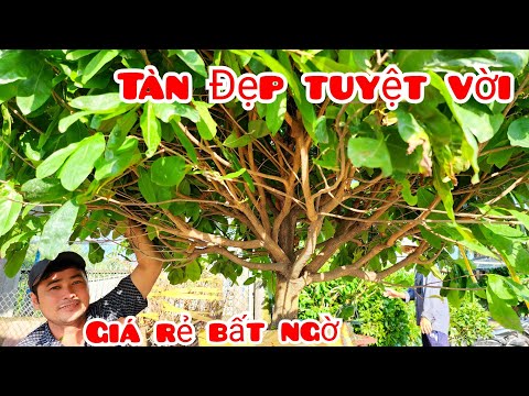 Mai giảo Thủ Đức 25/6📲  O332 333 9IO Nguyên Bến Tre miền tây tôi yêu ơi (@MaivàngQuêdừa)