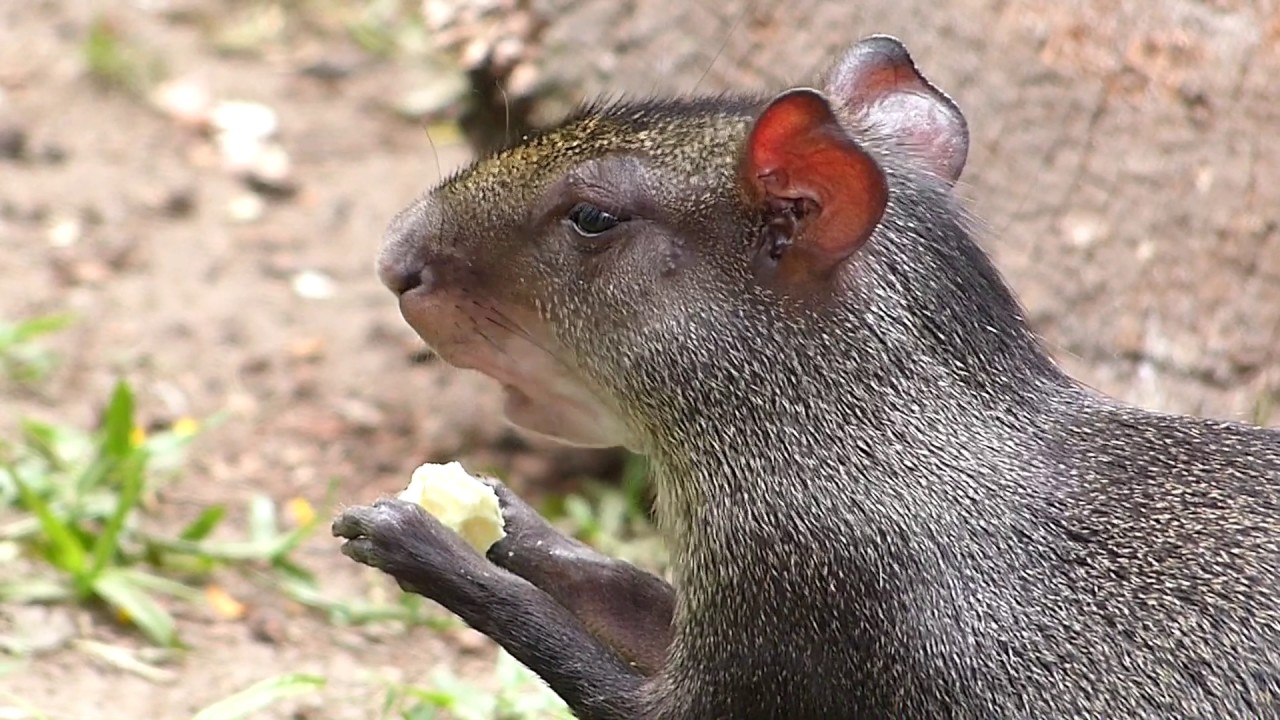 natureza sertaneja CUTIA FOME fauna brasileira animal selvagem animal ...