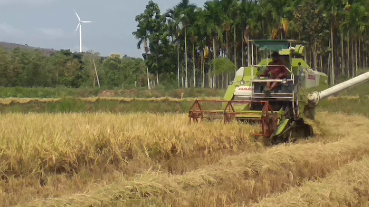 Paddy cutting machine working process - YouTube