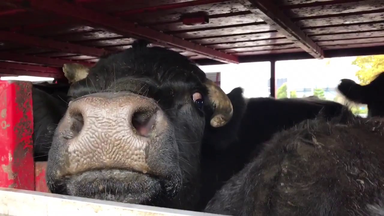 Scared Cows inside slaughterhouse truck - YouTube