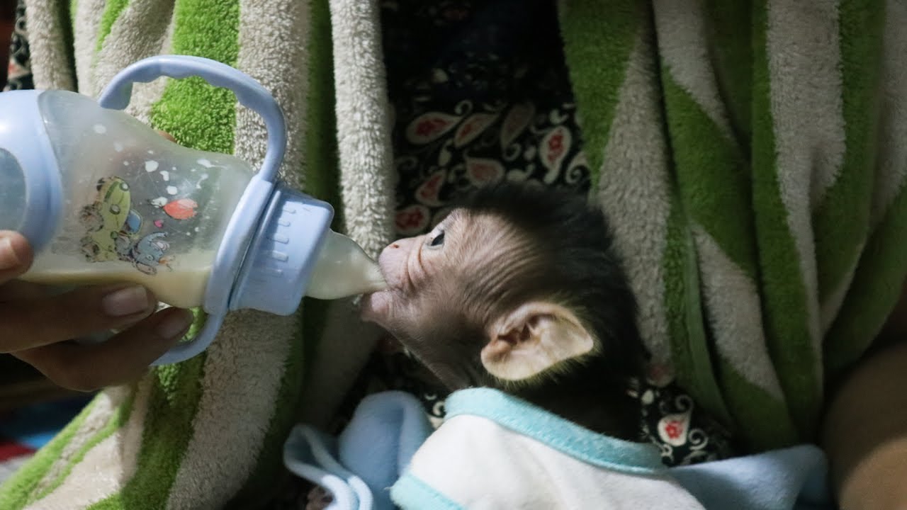 NURING LITTLE MONKEY!! Breastfeeding Milk Little By Mother, Sweet ...