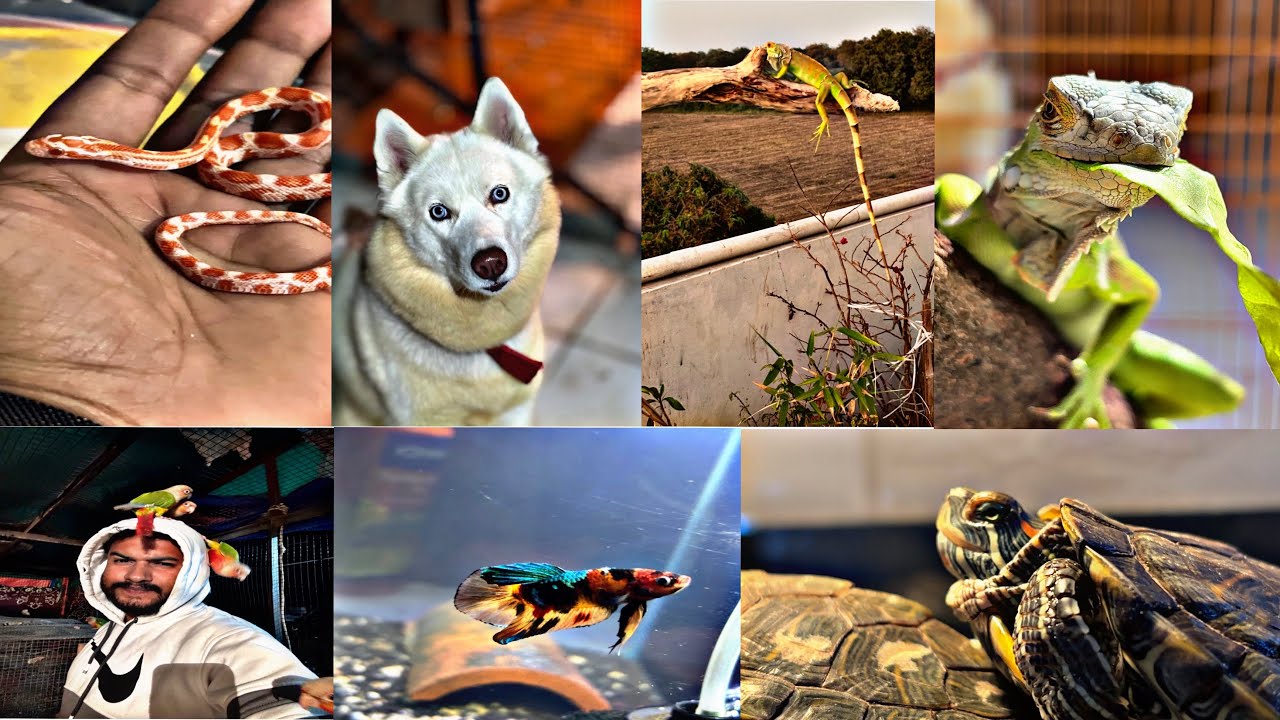 On my holidays I spend time with my birds, iguana, dog, and all my pets ...