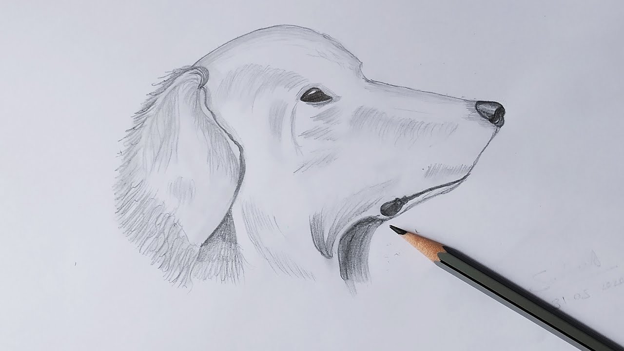 How to drown Dog | Dog Pencil sketch | Easy and Step by step sketch ...