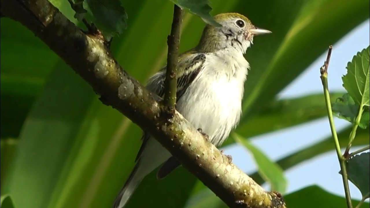 Chestnut-sided Warbler Birds of Costa Rica - YouTube