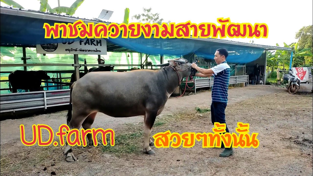 UD. farm อนุรักษ์เเละพัฒนาควายไทย - YouTube