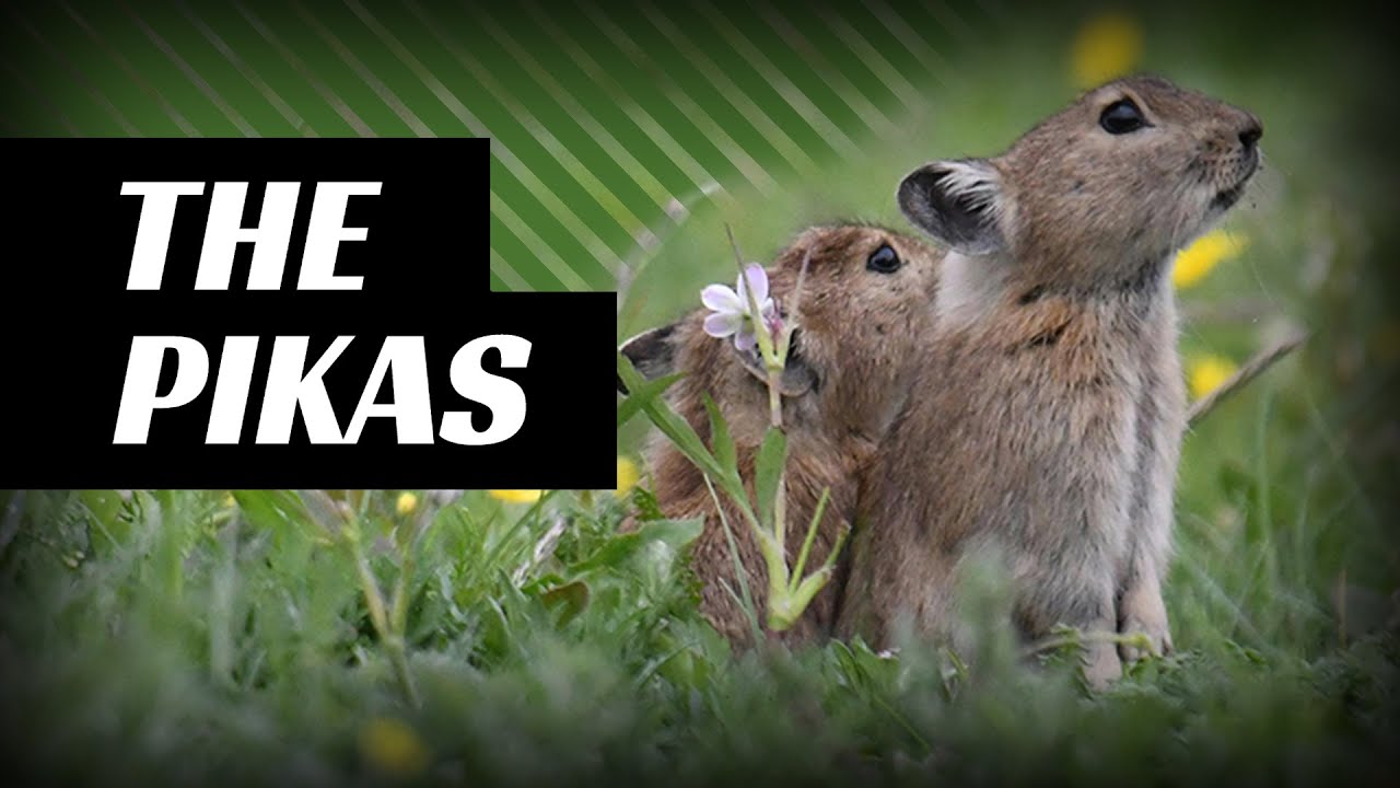 2 minutes with the pikas | epistemia - YouTube