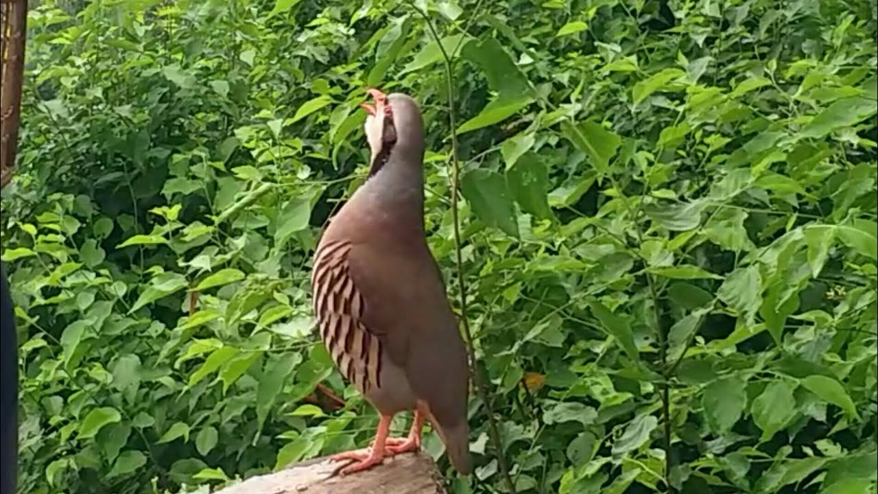 UZUN ÖTEN KEKLİK IRAK KEKLİK SESİ | горная куропатка кеклик | #keklik # ...