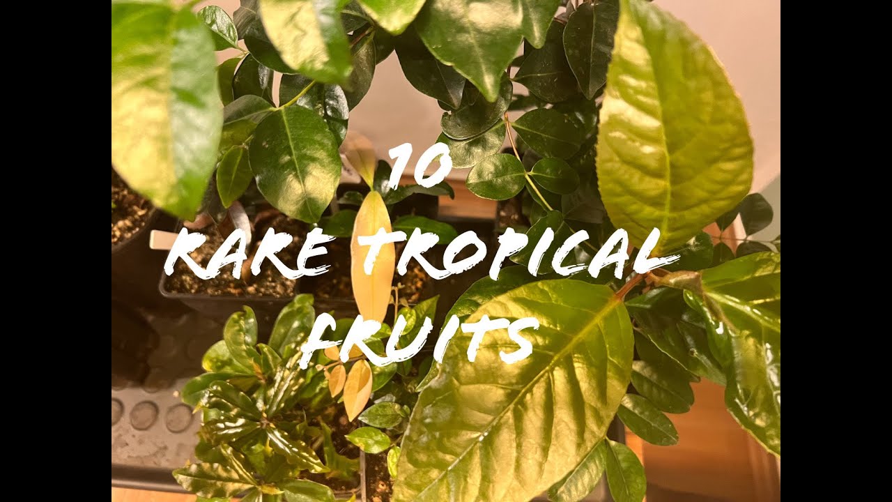 10 rare tropical fruits you never heard of #3 container grown tropical ...