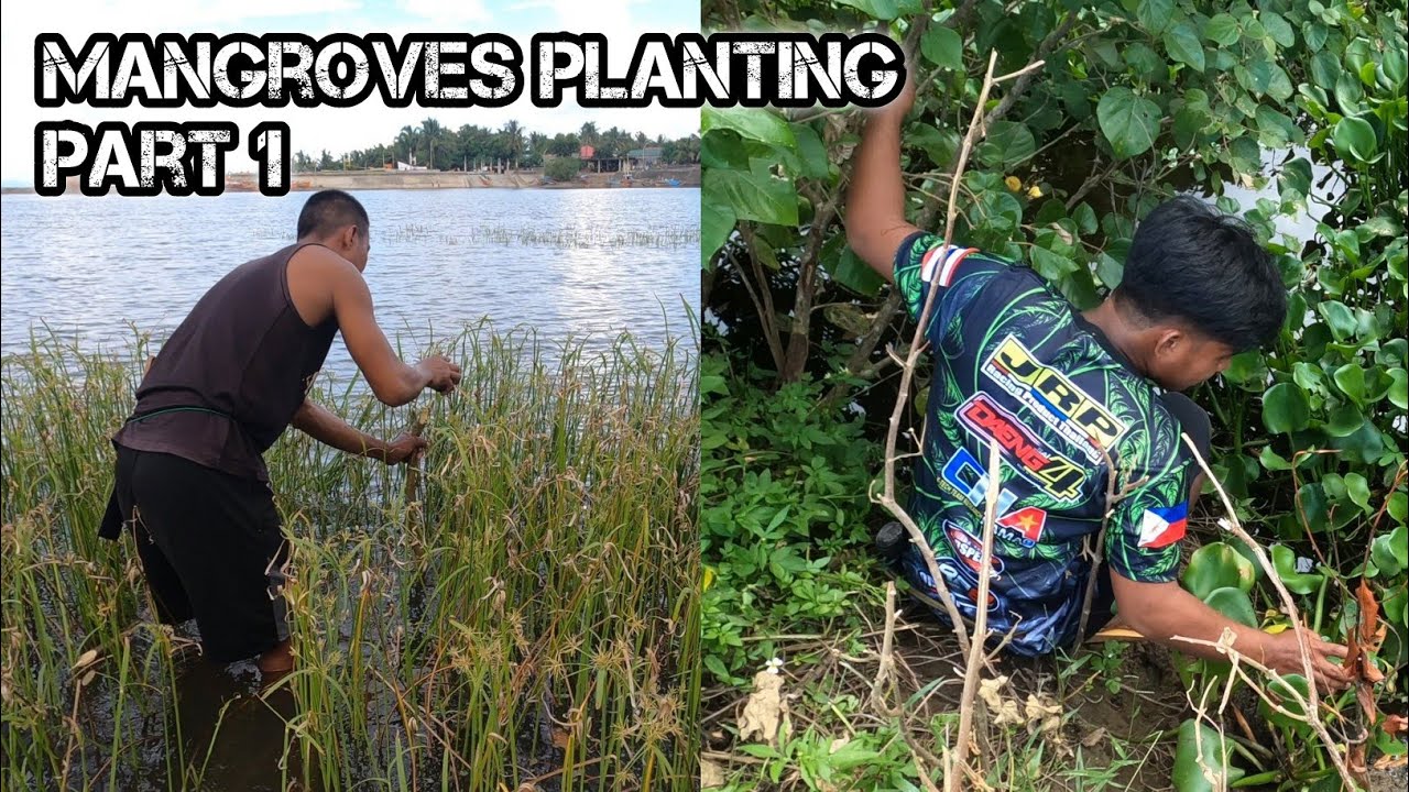 e198 Part 1 | Mangroves Planting | Bakawan - YouTube