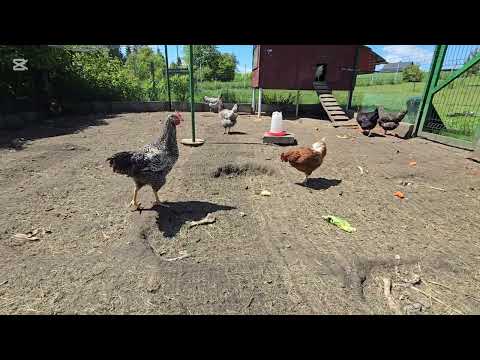Green shelle w drugim kurniku #kurnik #kury #wieś - YouTube