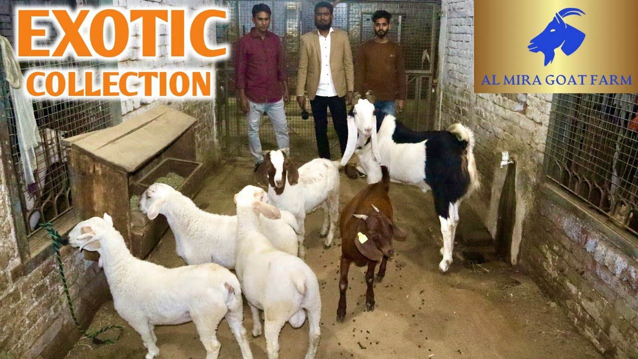 Exotic Breed Ka Shandar Collection All Exotic Breed Arrived At Al Mira ...