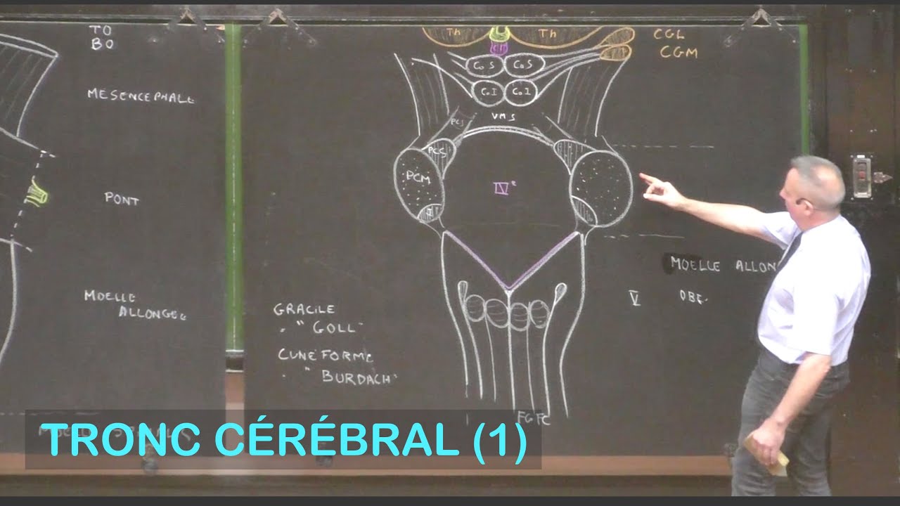 Anatomie du tronc cérébral 1 (Neuroanatomie 3) - YouTube