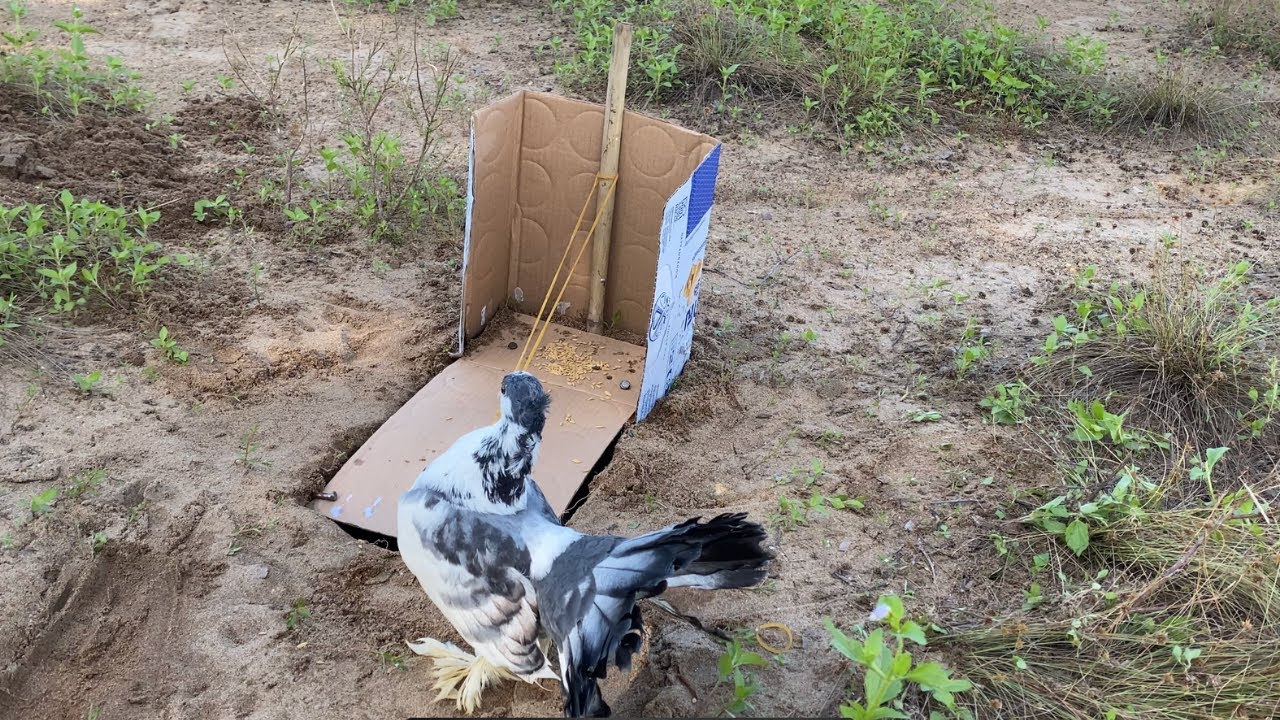 Best Pigeon Trap By Using Cardboard Box | how to crate trap - YouTube