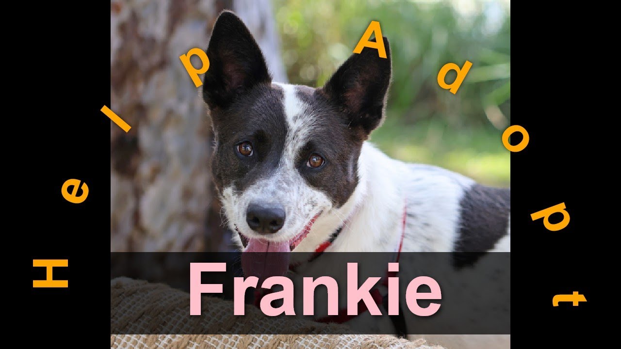 🐾Frankie has been adopted! Dog / Australia / Dakabin / RSPCA Queensland ...