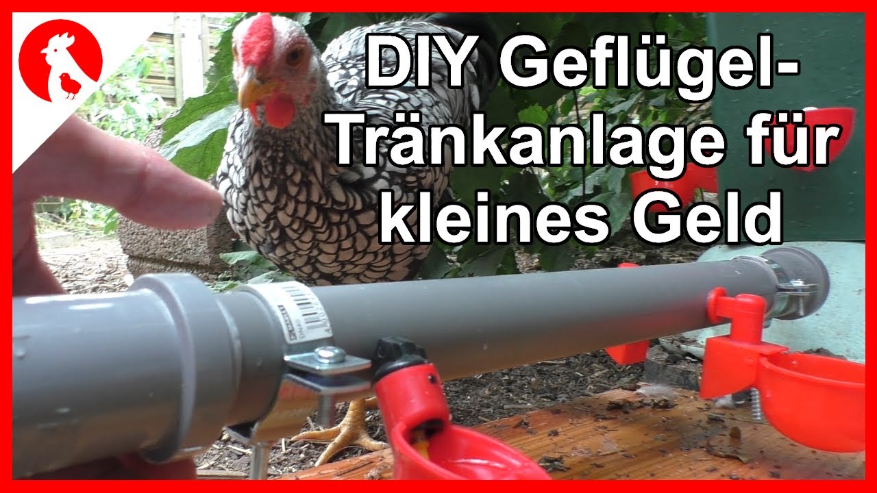 Elegantes Hühnertränke Selber Bauen Ebenbild
