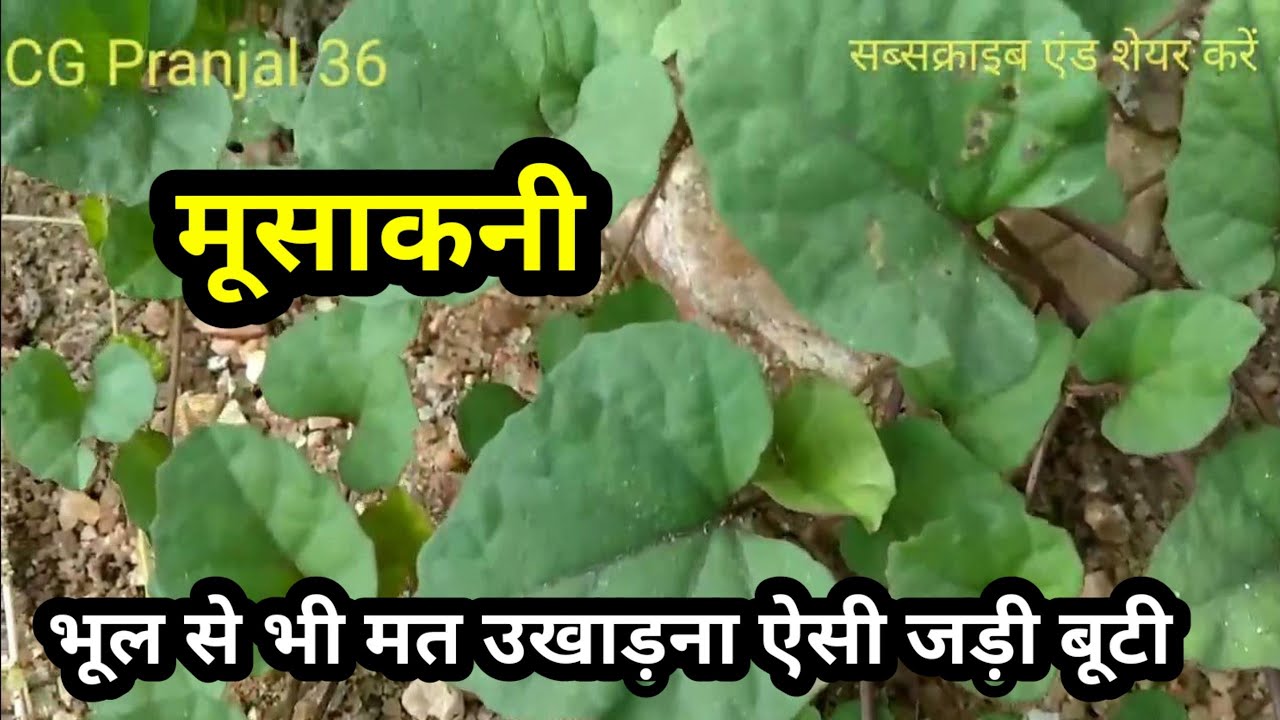 मूसाकनी के फायदे🐭musakani ke phayade भूल से उखाड़ना मत #shortsfeed # ...
