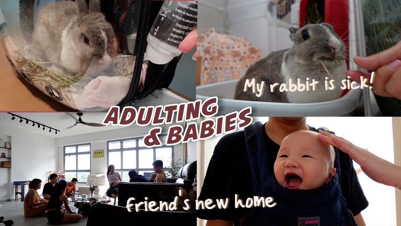 WEEKLY VLOG 2 | almost lost my rabbit | a friend's new home | babies ...