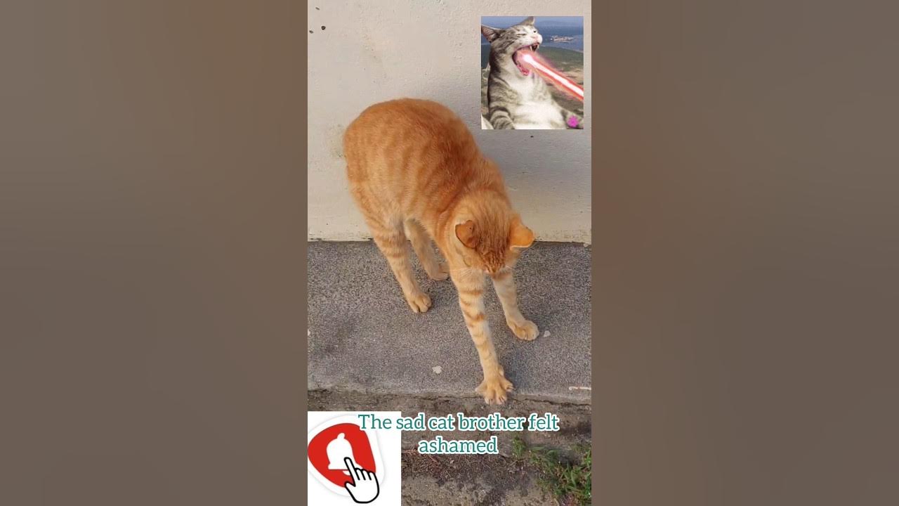 貓力發電 Cat Power Generation 猫発電 貓咪想要發電🙀Cat wants to generate electricity ...