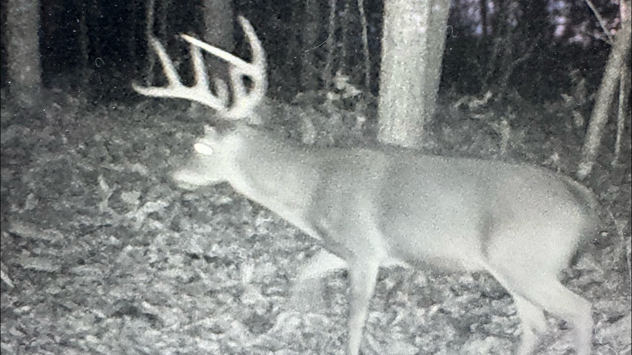 Alabama Public Land Rut Hunting Update!!! - YouTube